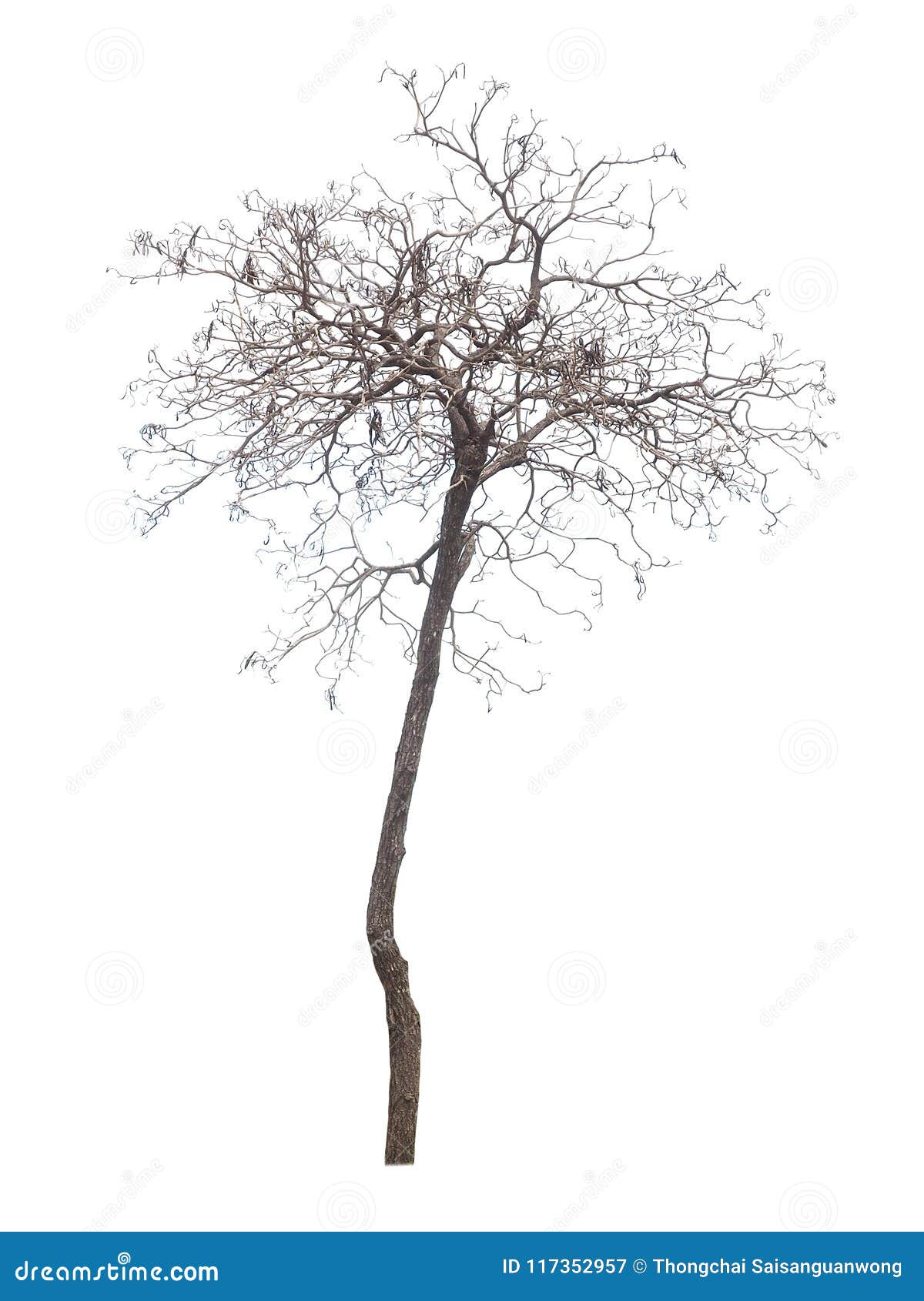 Dry Tree on a White Background Stock Image - Image of ecology, field ...