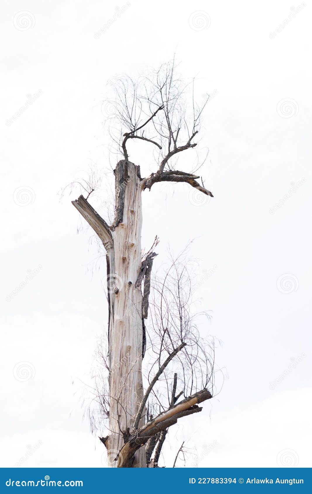 Dry Tree with White Background Stock Photo - Image of aged, curve ...
