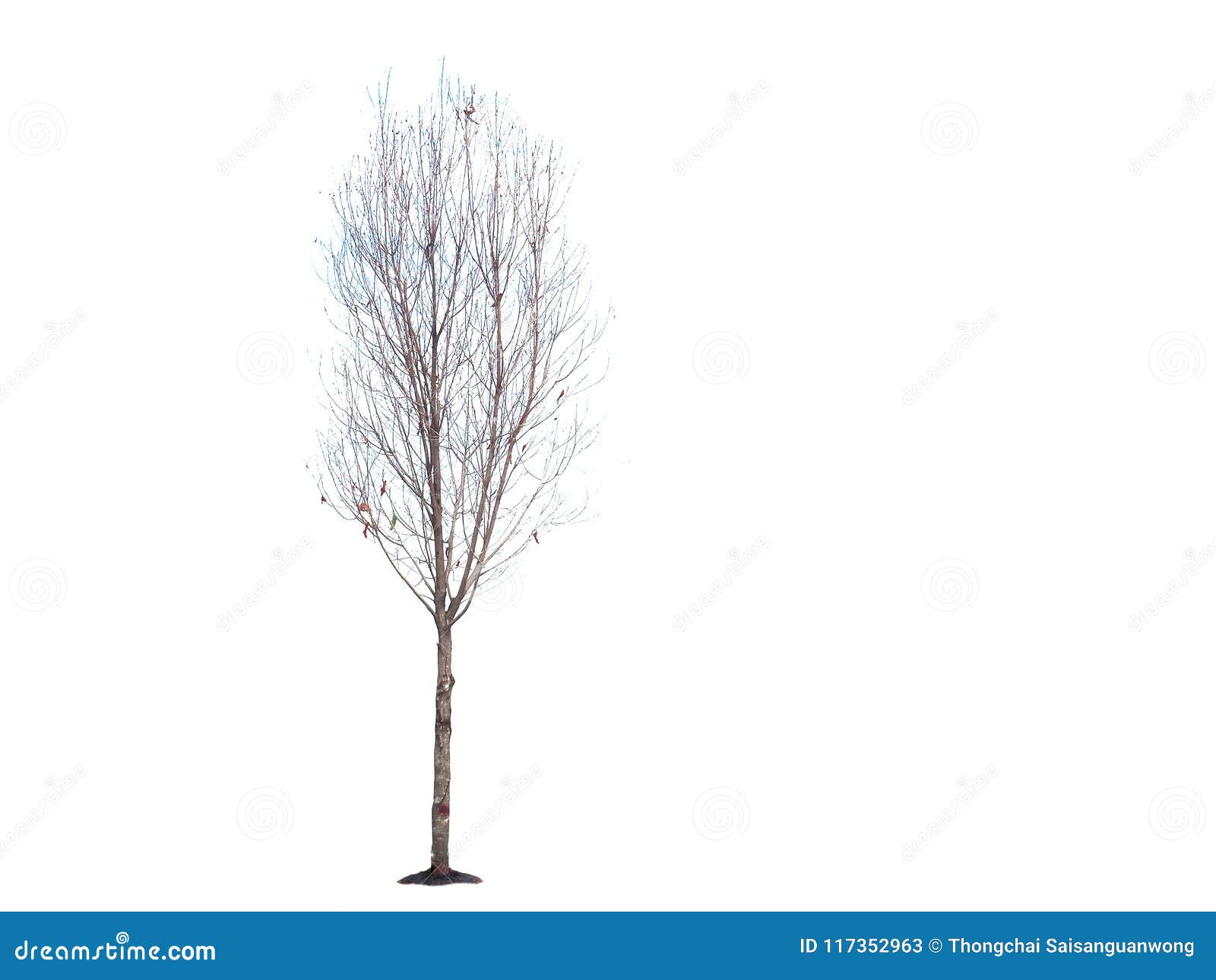 Dry Tree on a White Background Stock Image - Image of grow, branch ...