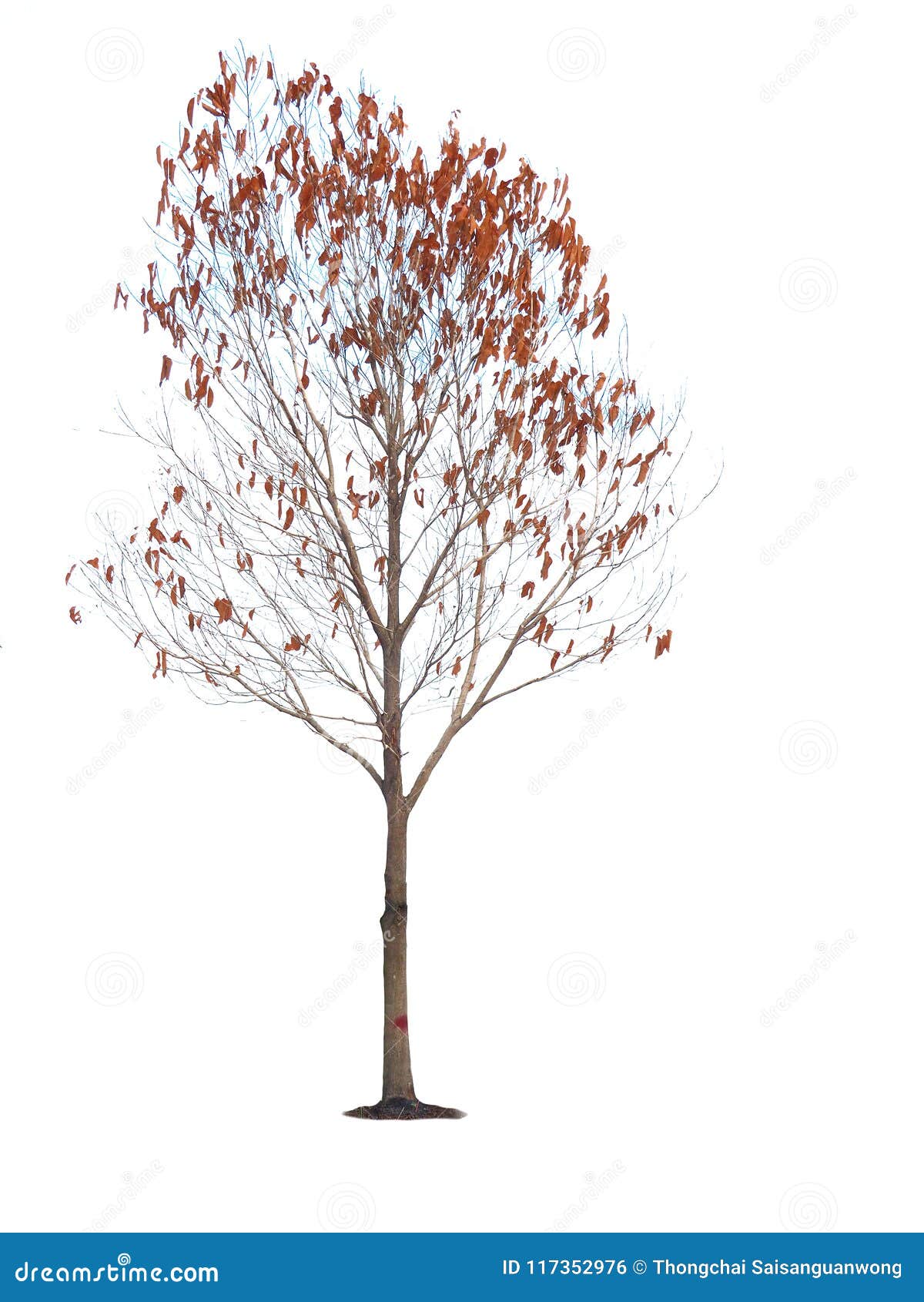 Dry Tree on a White Background Stock Photo - Image of isolate, abstract ...