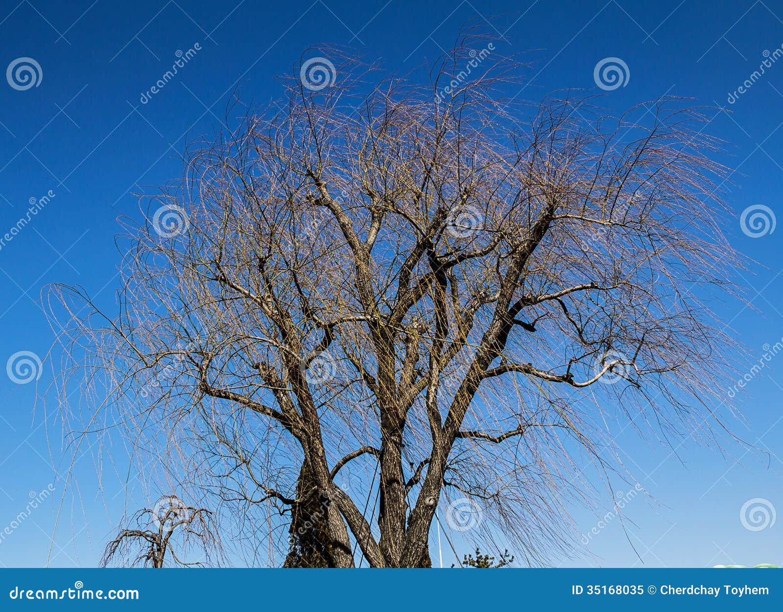 Dry Tree in Winter Season with Sky Background Stock Image - Image of ...