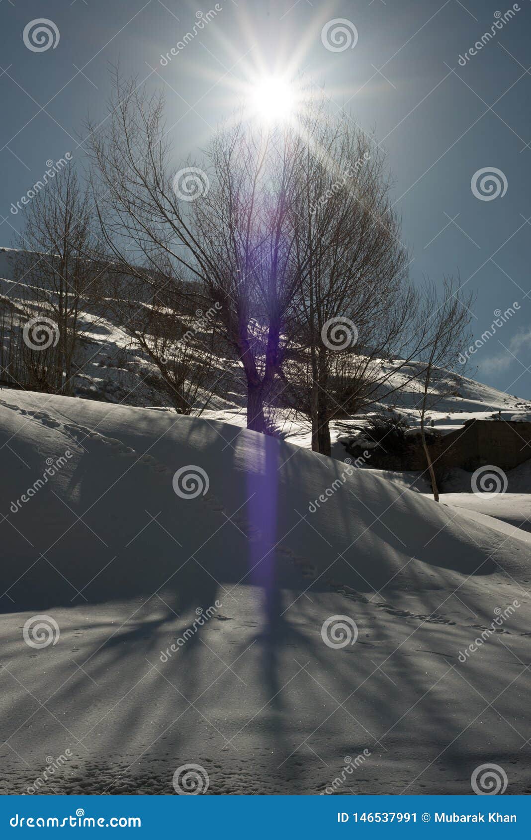 Dry Tree in Winters in Himalayas - India Stock Image - Image of rock ...