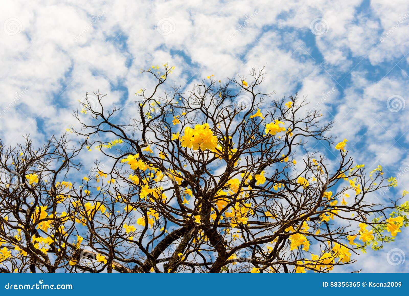 Dry Tree with Yellow Flowers Stock Image - Image of tree, natural: 88356365
