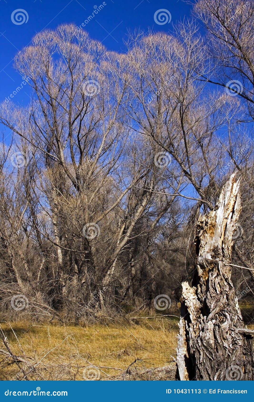Dry trees stock image. Image of blue, water, landscape - 10431113