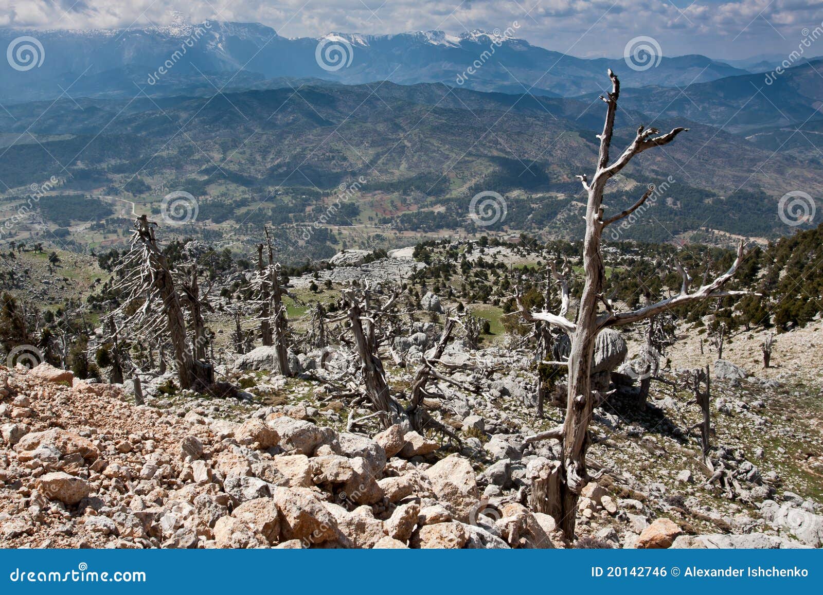Dry trees. stock photo. Image of lake, climate, river - 20142746
