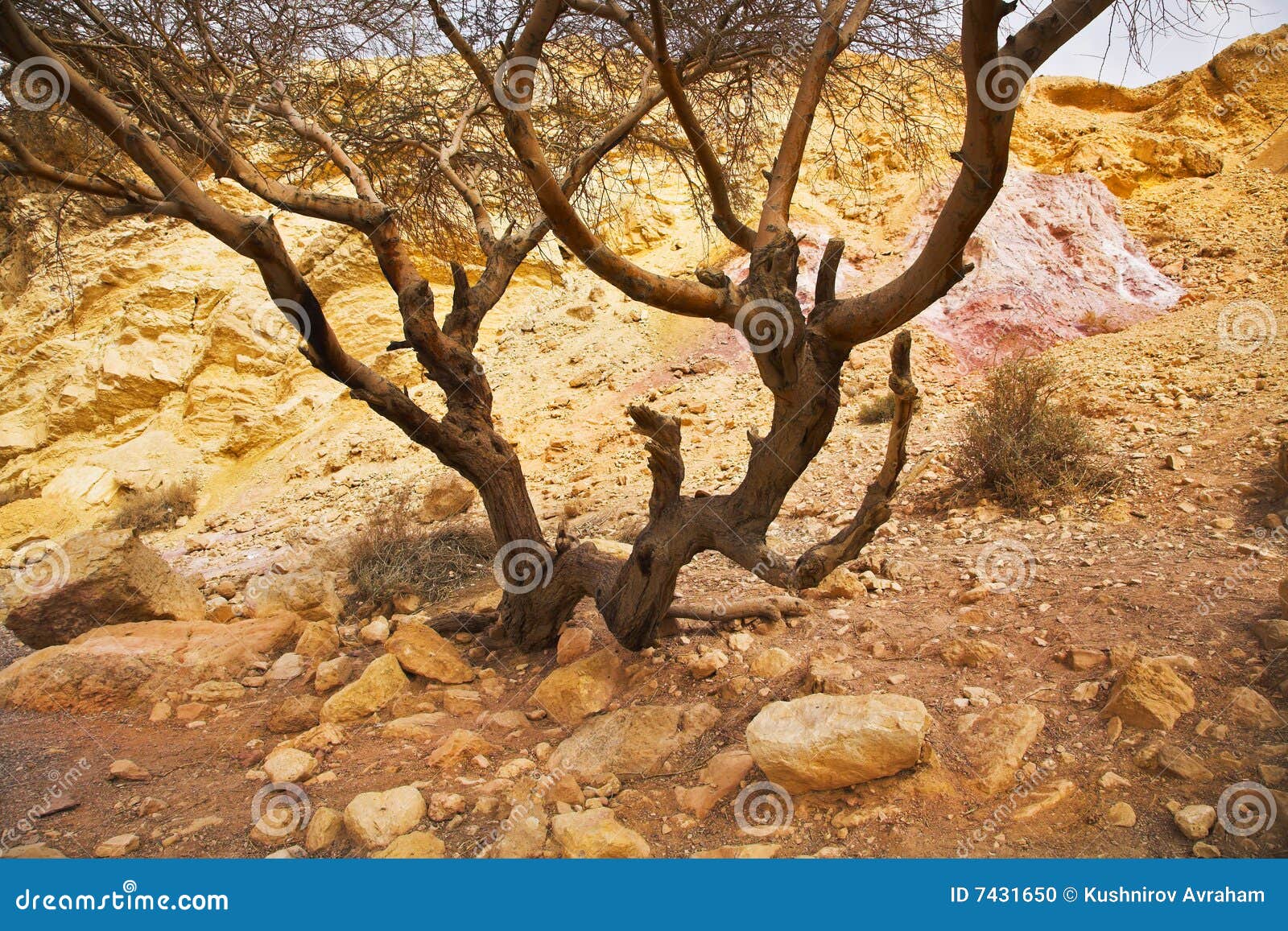 The dry trees stock photo. Image of plant, drought, climate - 7431650