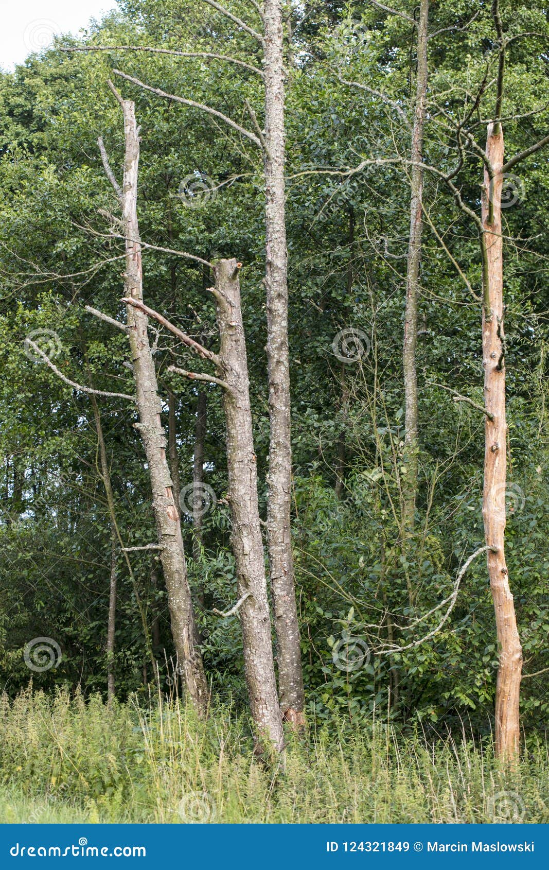 Dry trees without bark stock image. Image of tropical - 124321849