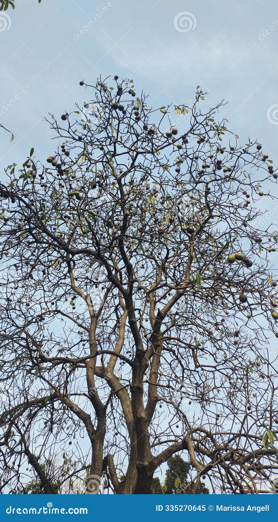 Dry trees bear fruit. stock image. Image of bears, fruit - 335270645