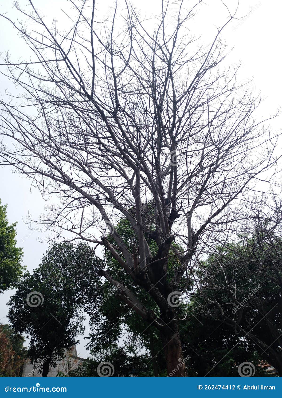 Dry Trees Dead Trees Beautiful Cool Unique Aesthetic Scenery Stock ...