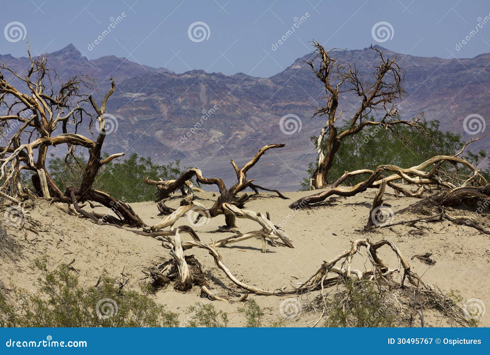 Dry trees stock image. Image of national, park, dune - 30495767