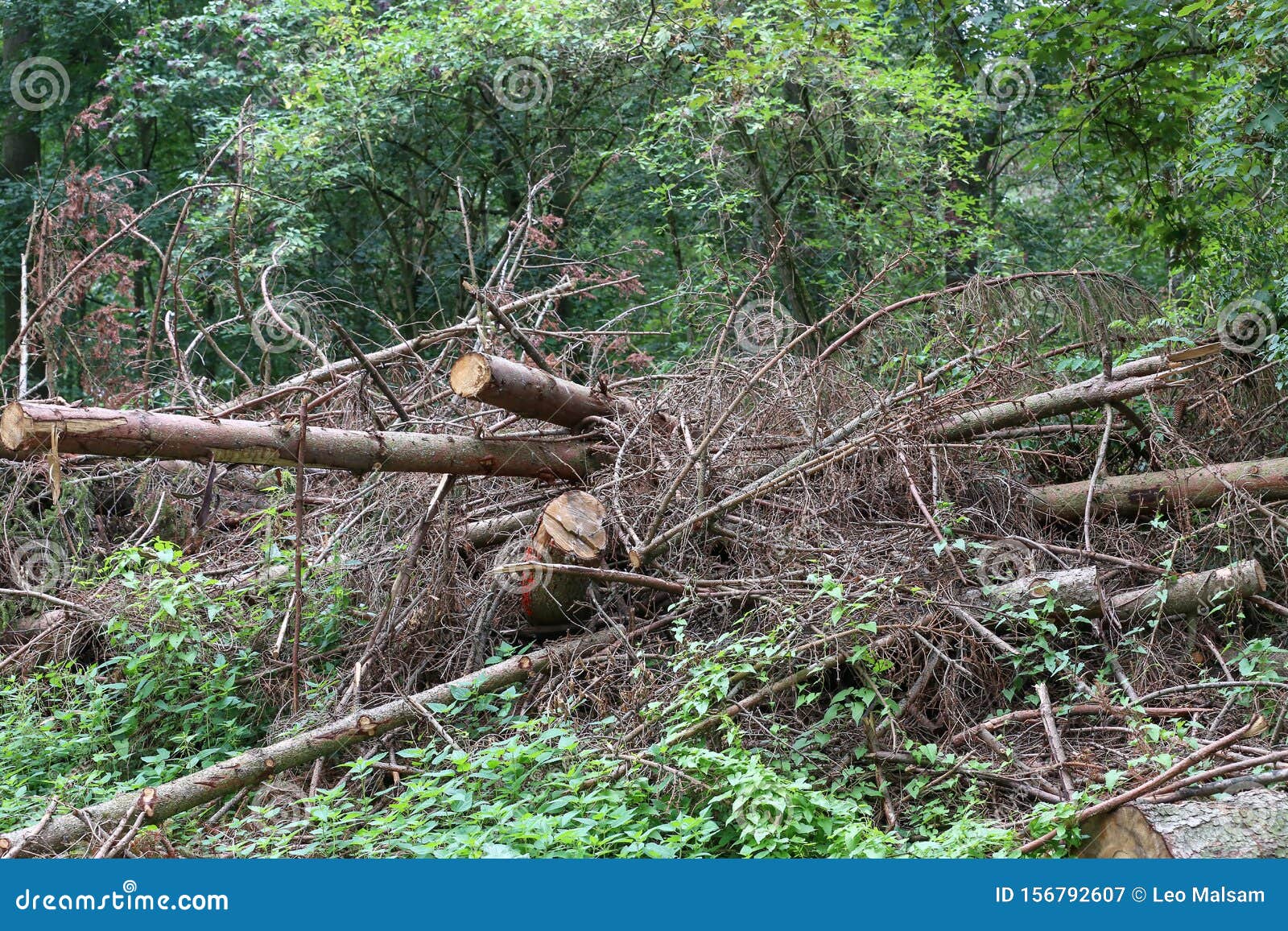 Dry Trees in the Forest. Deadwood Coniferous Forests Stock Image ...