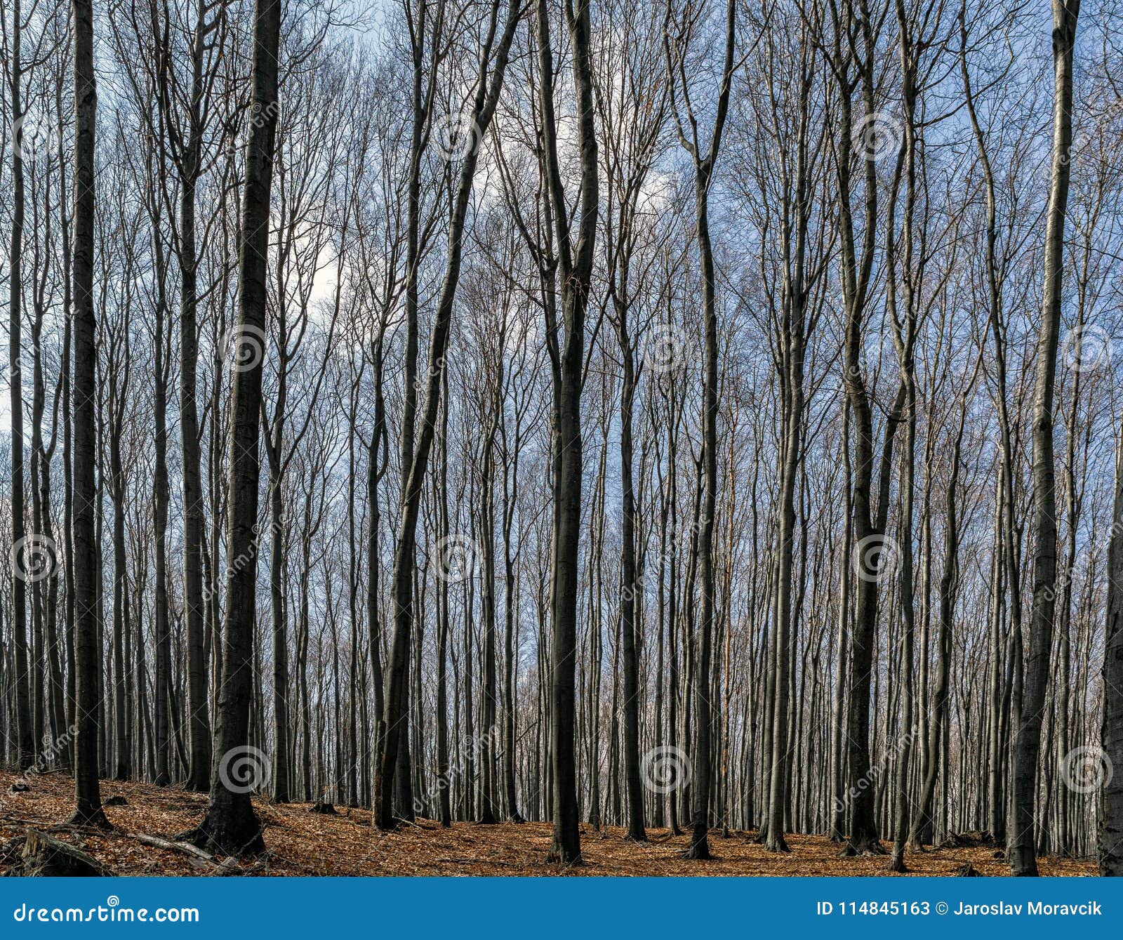 Dry trees in forest stock image. Image of nature, forest - 114845163