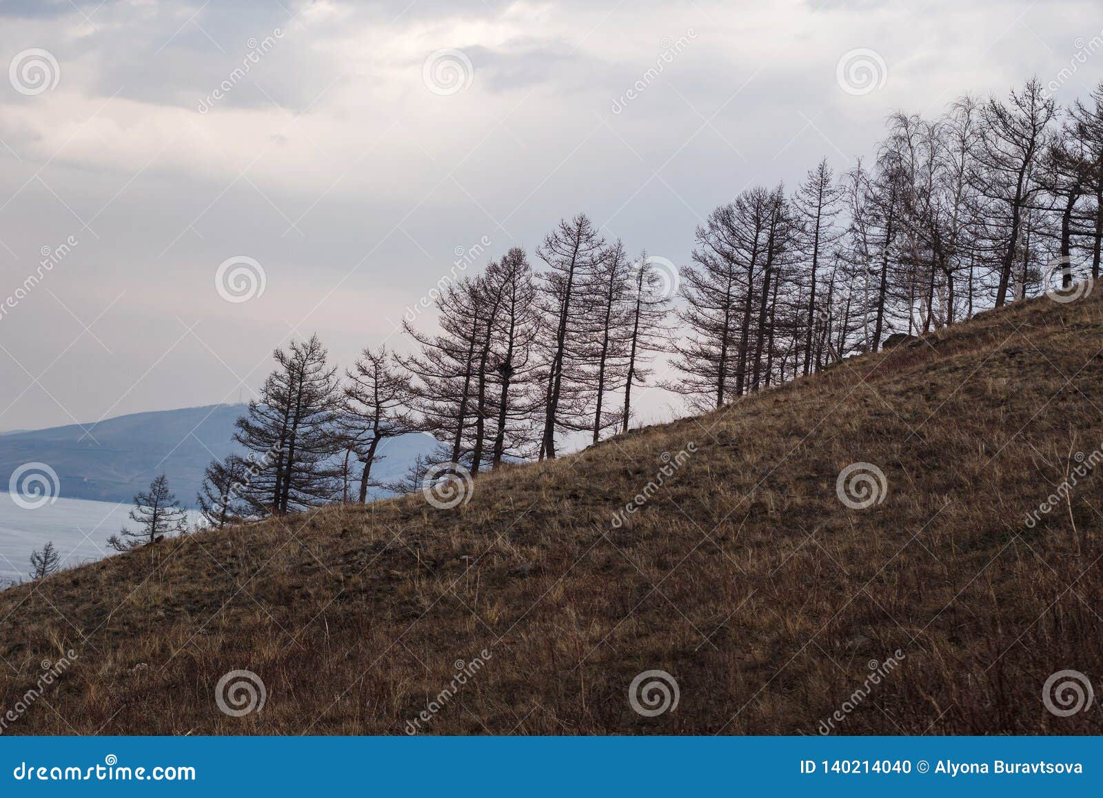 Trees Growing on Mountain Slope Stock Photo - Image of high, nature ... Trees Growing on Mountain Slope Stock Photo - Image of high, nature ...