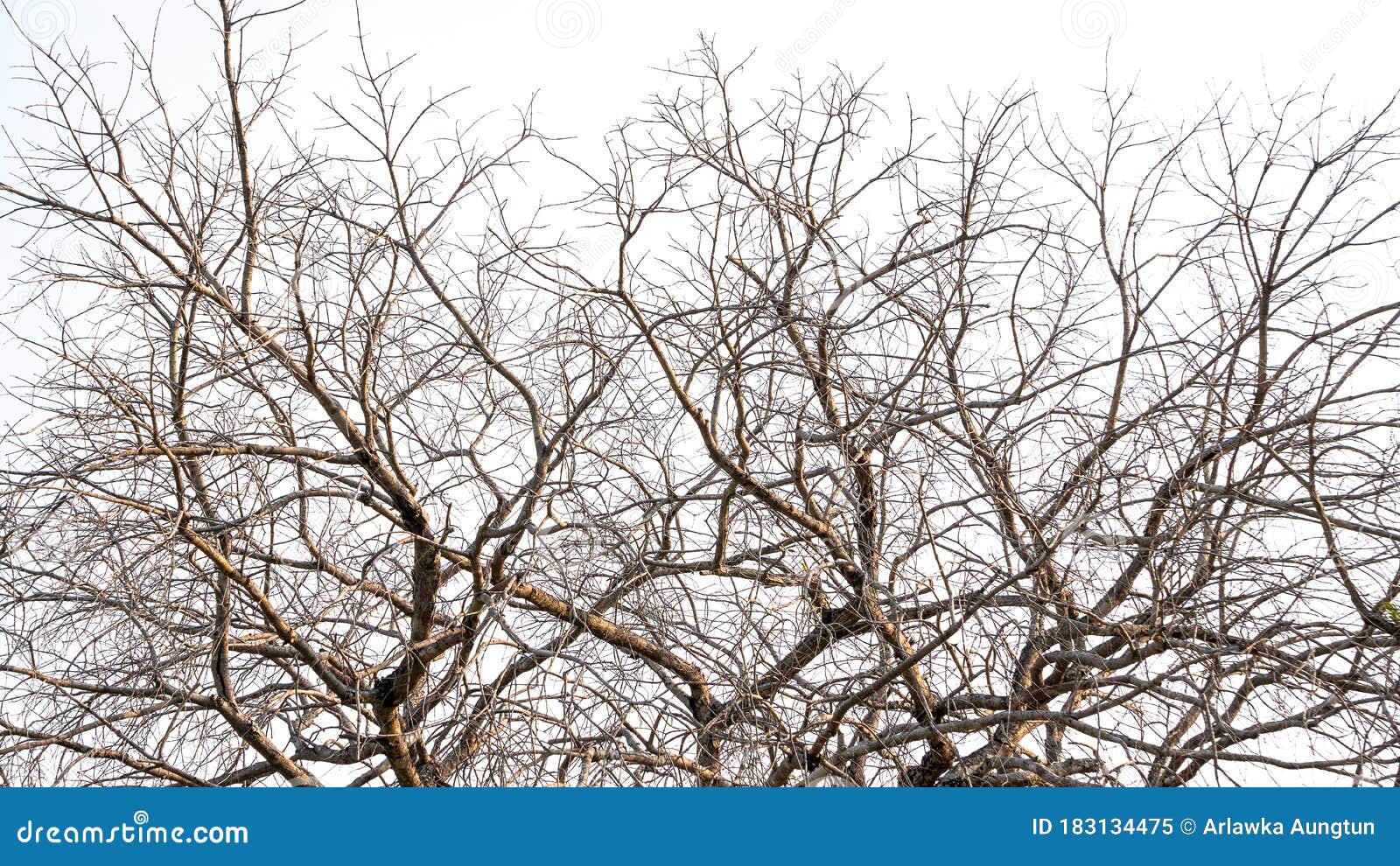 Dry Trees that only Have Branches and a White Stock Image - Image of ...