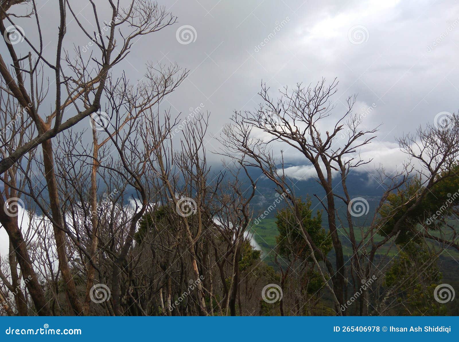 Dry Trees on the Highland stock photo. Image of nature - 265406978