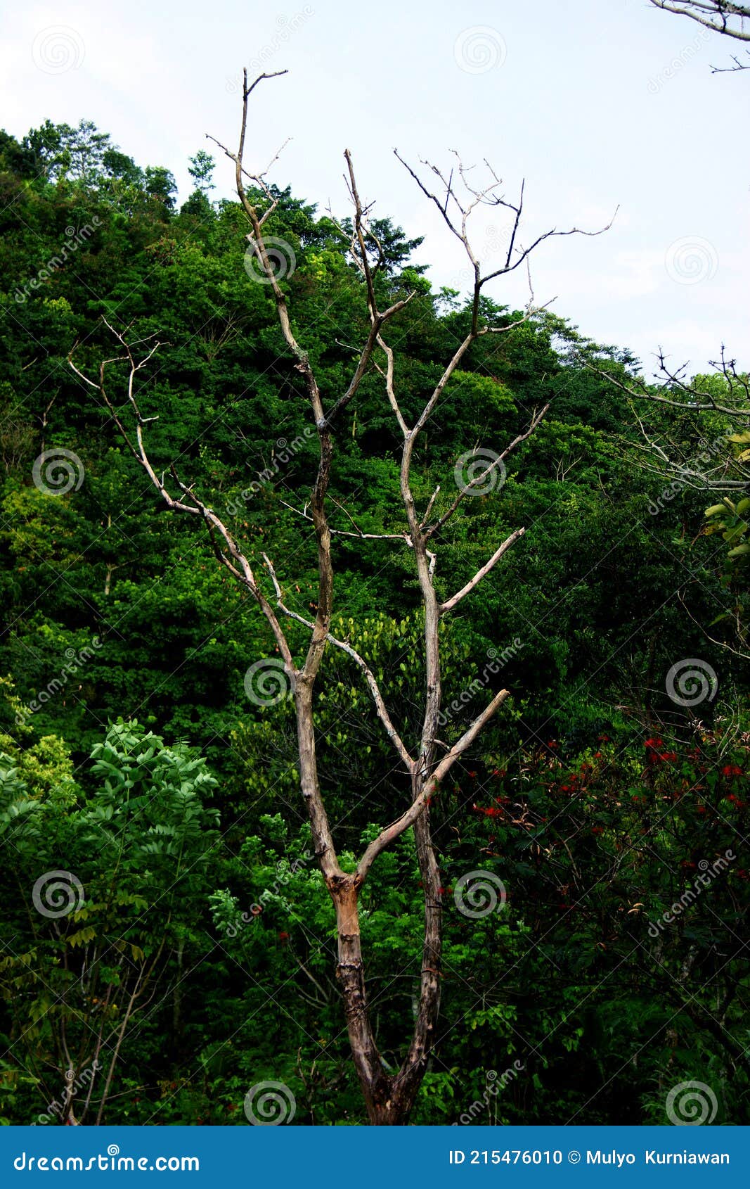Dry Trees after a Long Dry Season Stock Photo - Image of leaf, sunlight ...