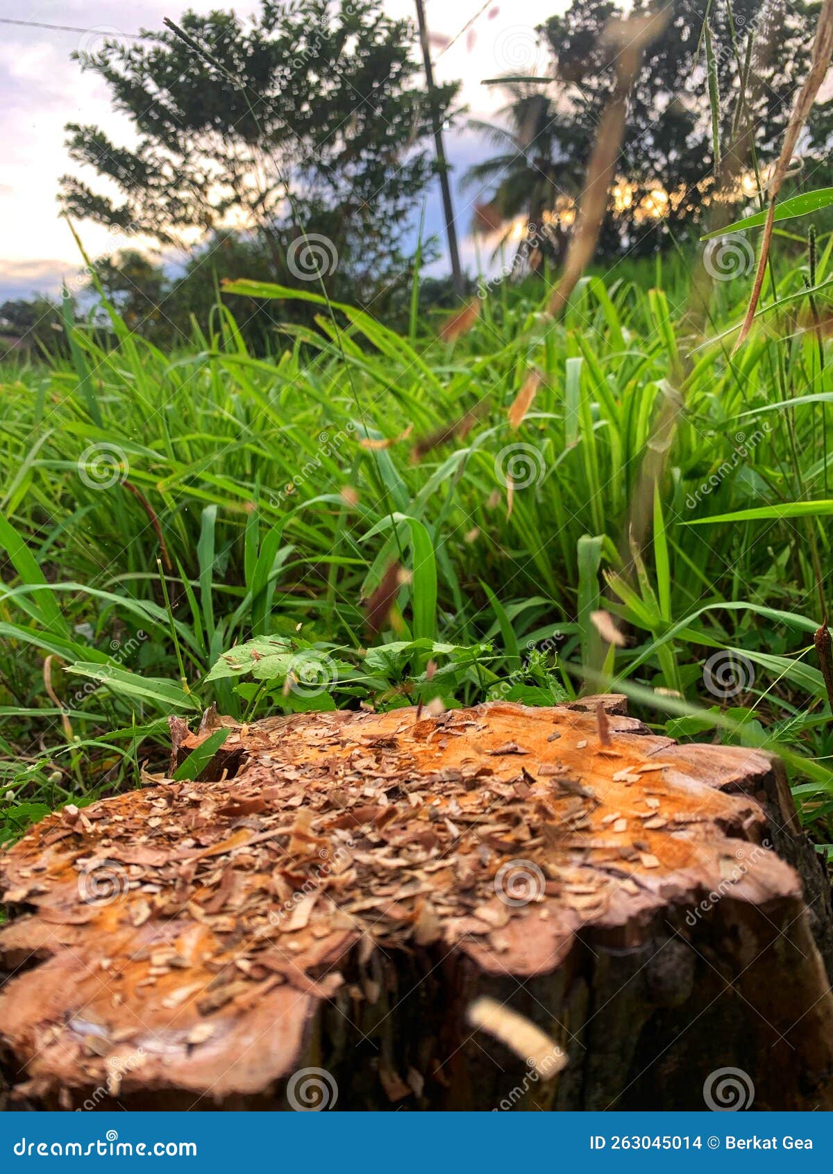 Dry tree stock photo. Image of grass, tree, look, green - 263045014