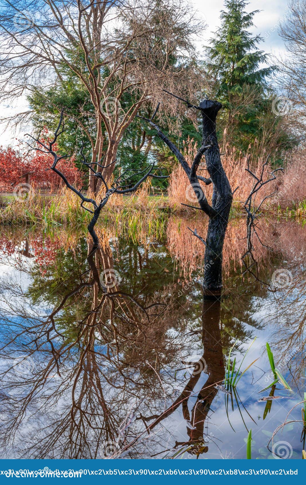 Dry Trees in the Middle of the Water, Reflection in the Water, Natural ...