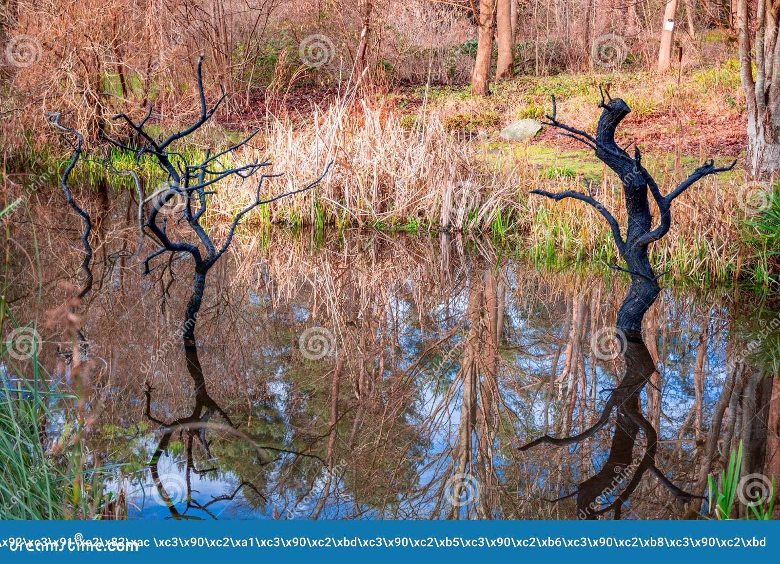 Dry Trees in the Middle of the Water, Reflection in the Water, Natural ...