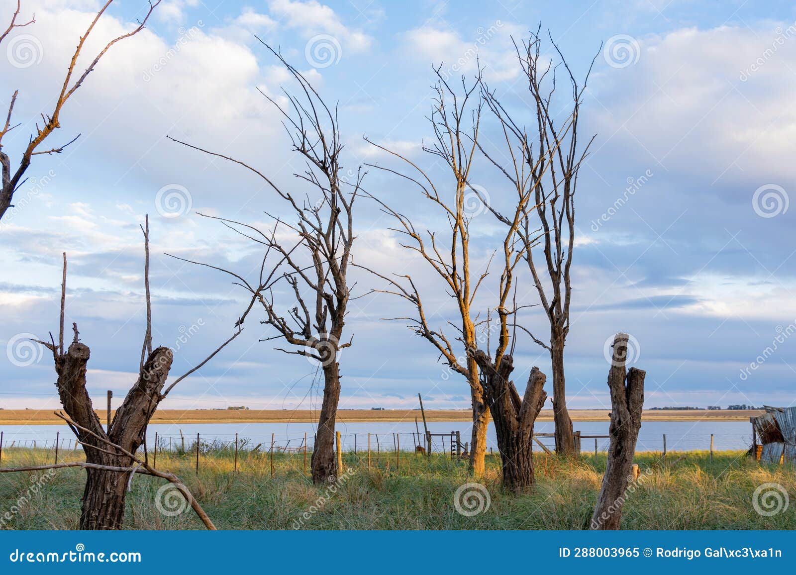 Dry Trees in an Old Field with a Lagoon in the Background Stock Image ...