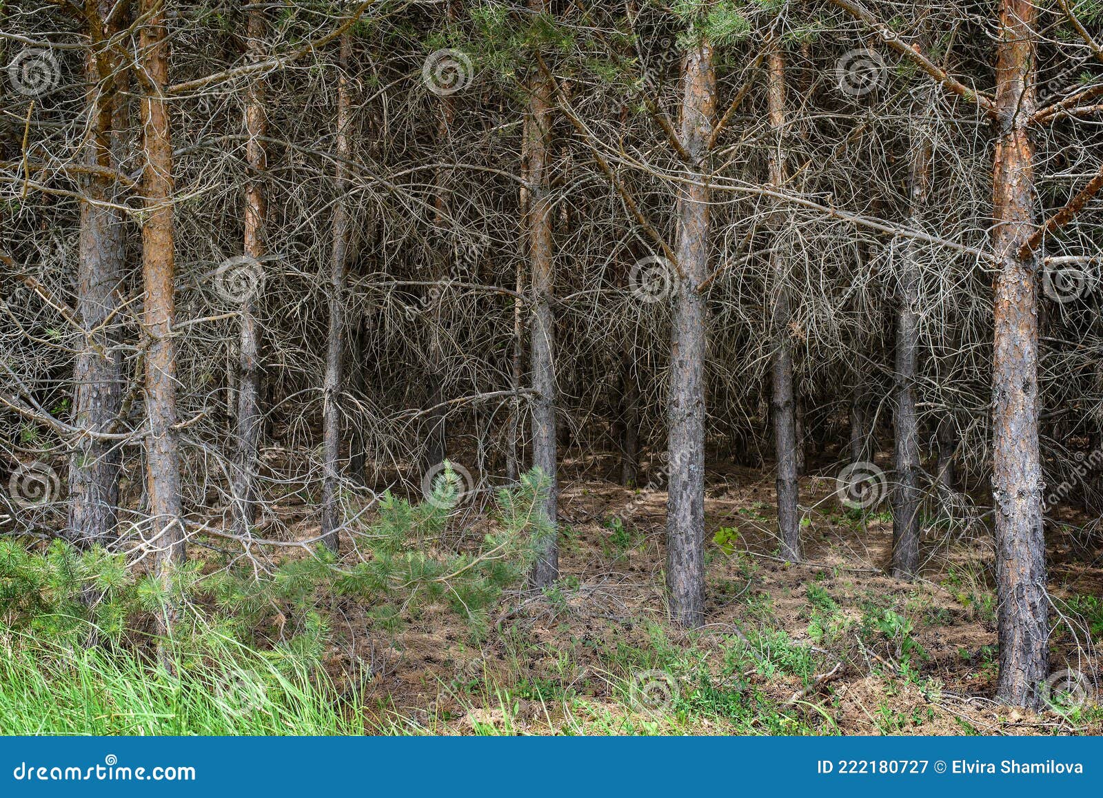 Dry Trees in a Dark Spruce Forest Stock Image - Image of disboscation ...