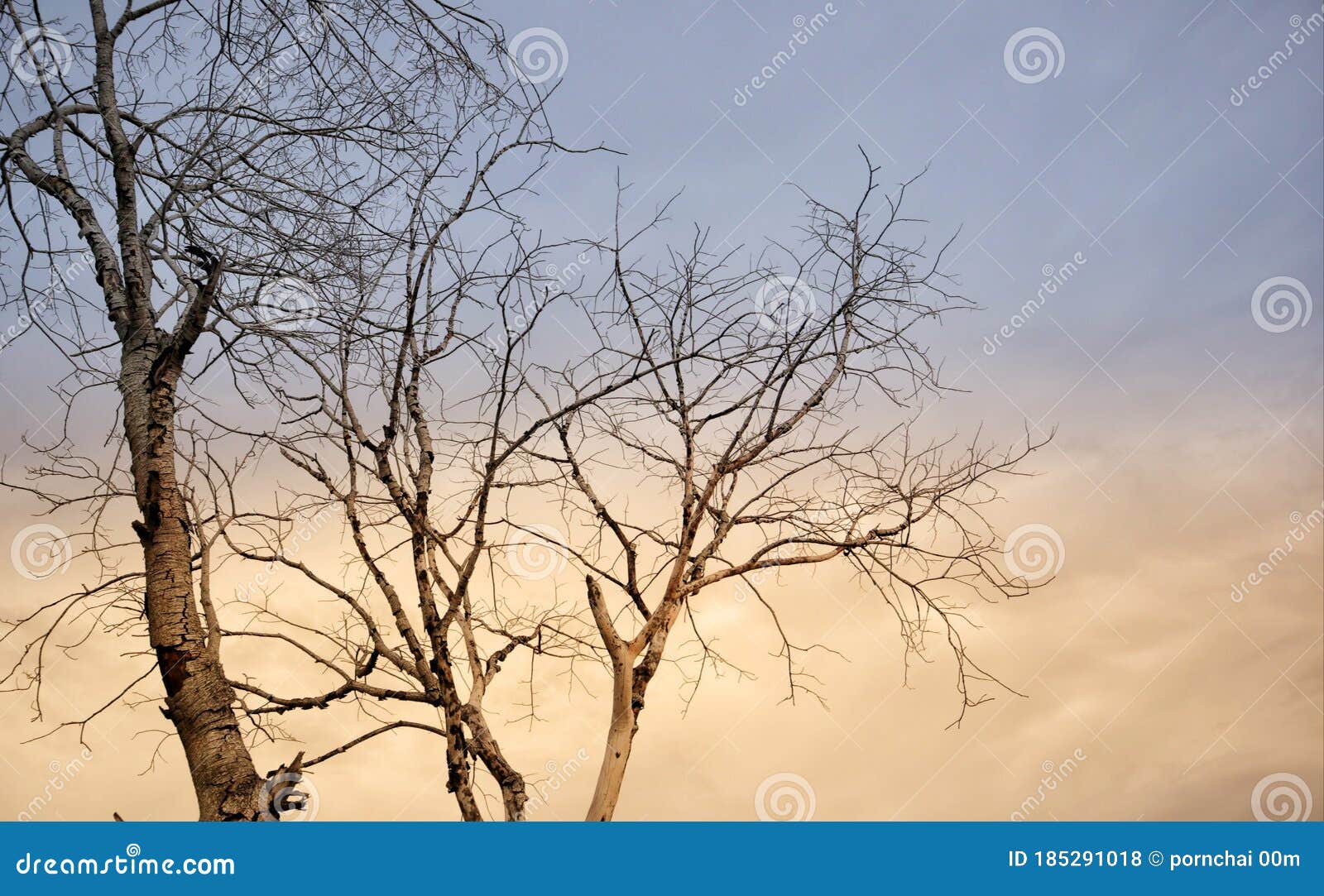 Dry Trees that Rise from Hot Weather Stock Photo - Image of leaf, dusk ...