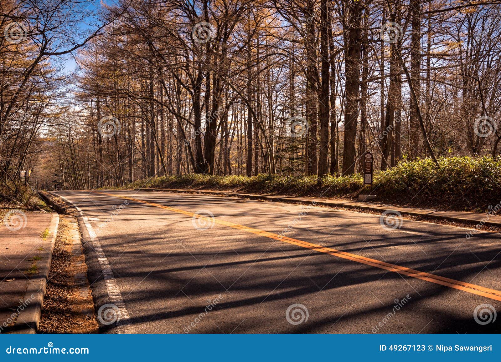 Dry Trees by the Road Inside of Forest Stock Image - Image of tochigi ...