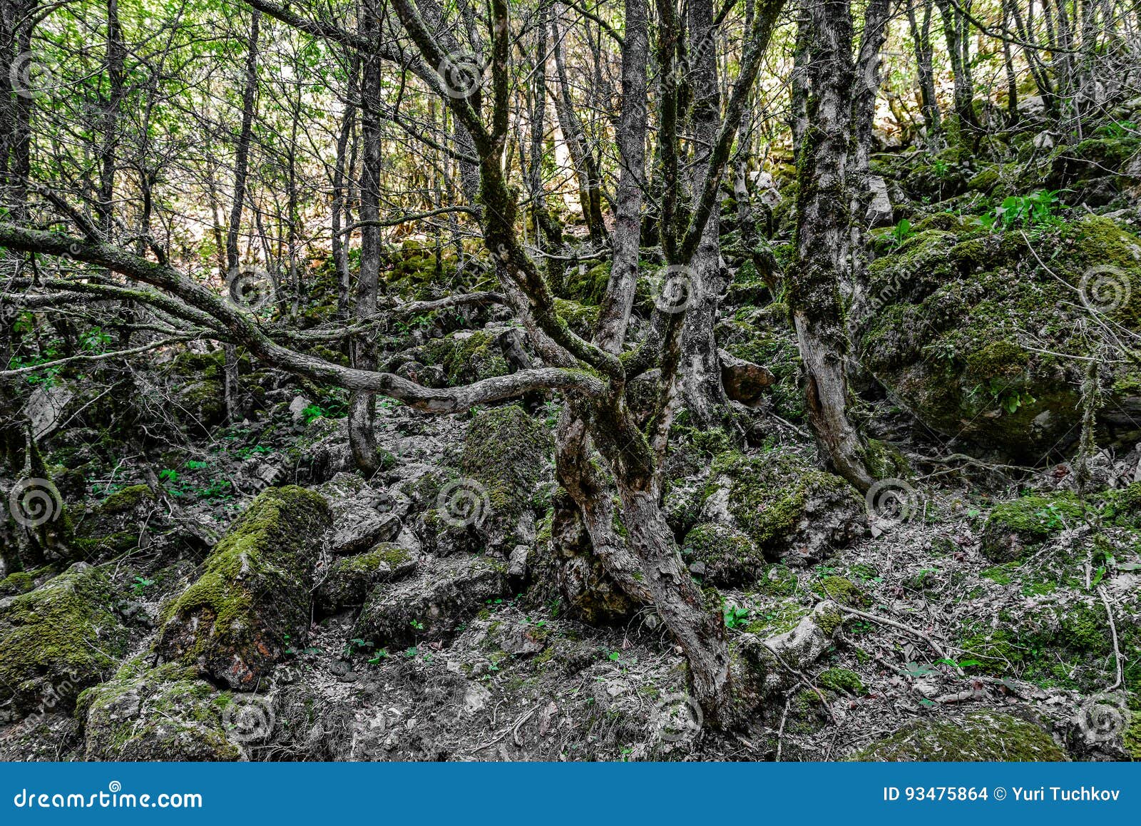 The dry trees stock photo. Image of forest, bright, travel - 93475864 The dry trees stock photo. Image of forest, bright, travel - 93475864