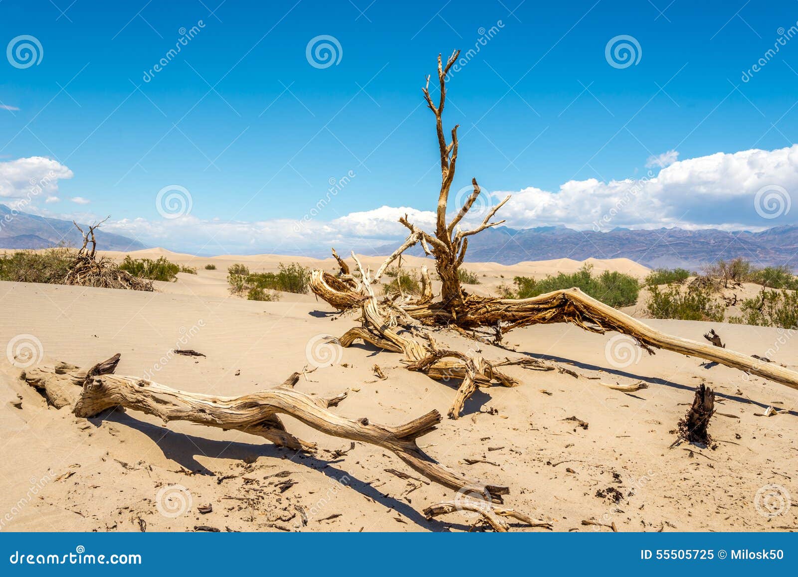 Dry Trees at the Sand Dune stock image. Image of hiking - 55505725