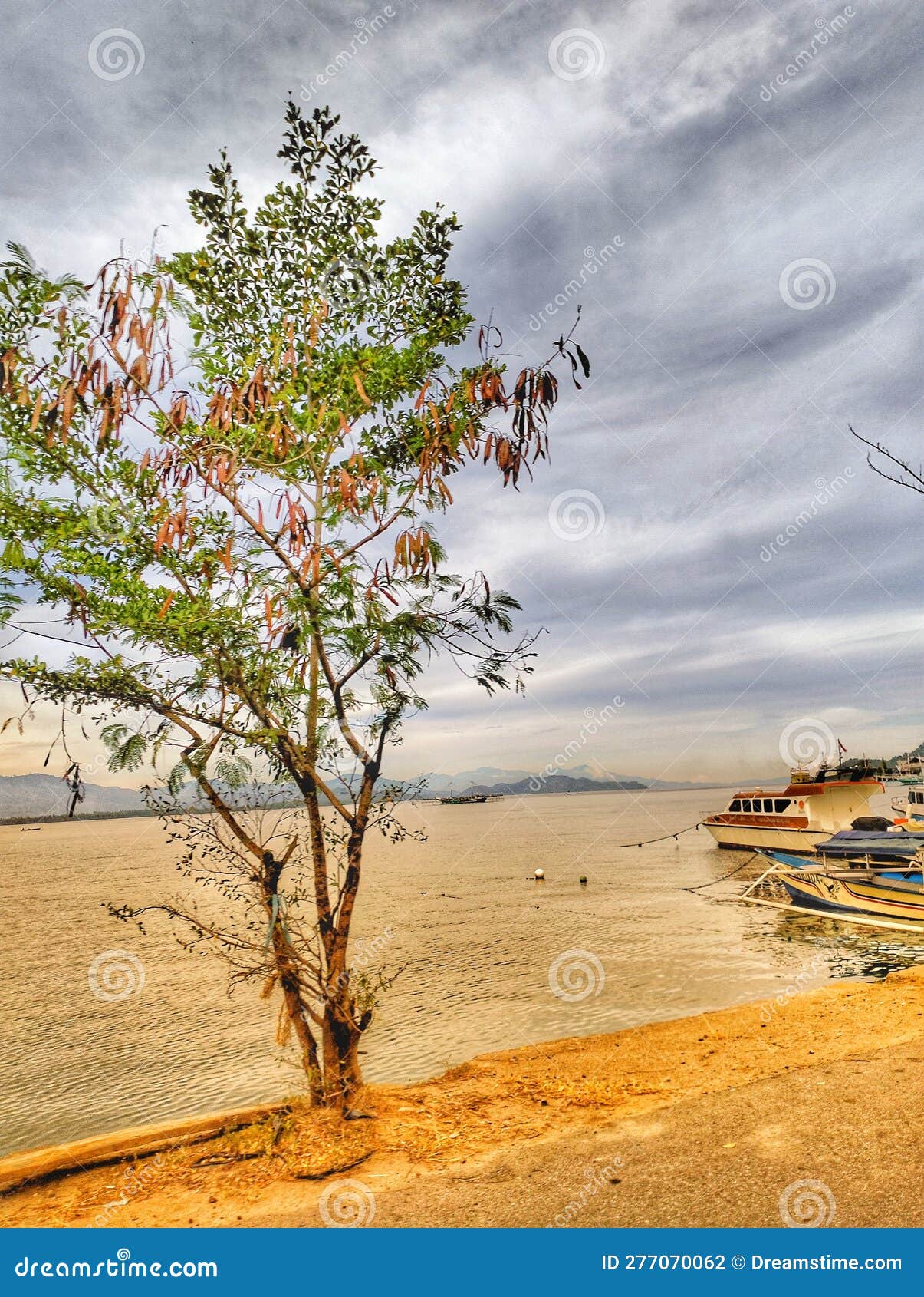 Dry Trees and Ships that Rest on the Shore Stock Photo - Image of ship ...