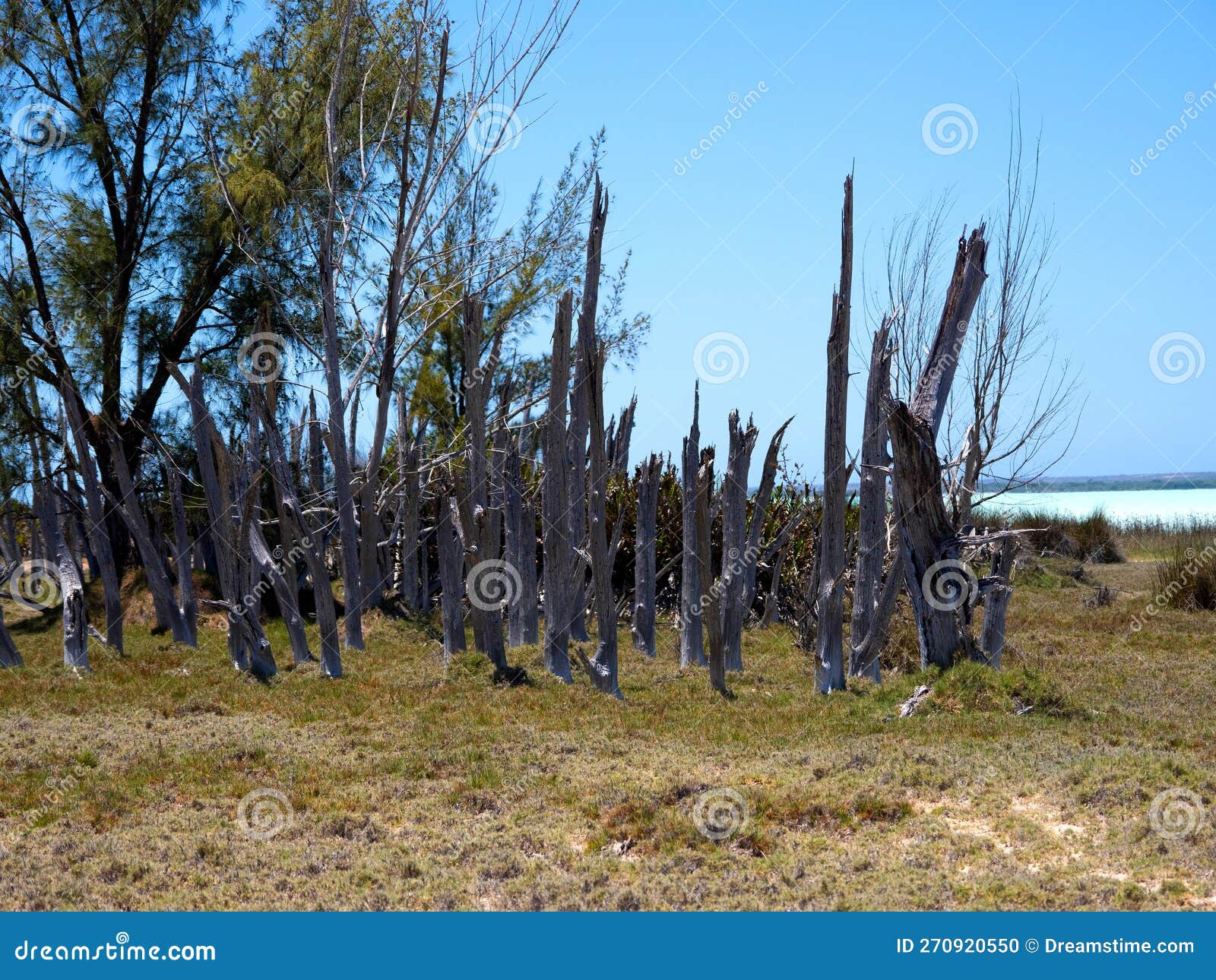 The Dry Trees on the Shore of Lake Tsimanampetsotsa. Madagascar Stock ...