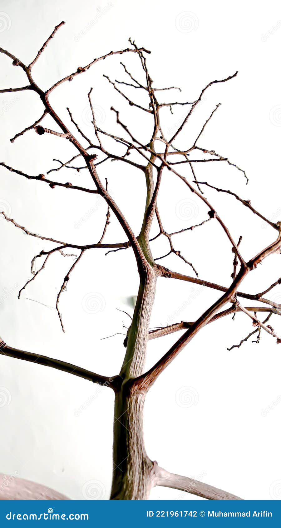 Dry trees and small twigs stock photo. Image of twig - 221961742