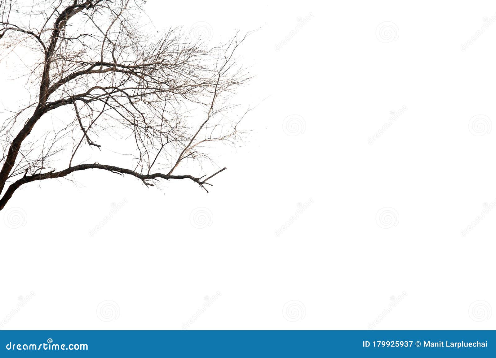 Dry Trees with Dry Twigs on a White Background Along the Cutting Path ...