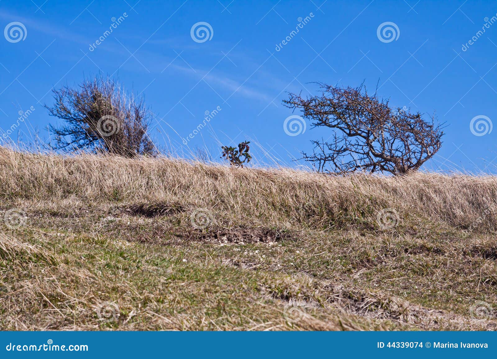 Dry trees on a windy day stock photo. Image of park, national - 44339074