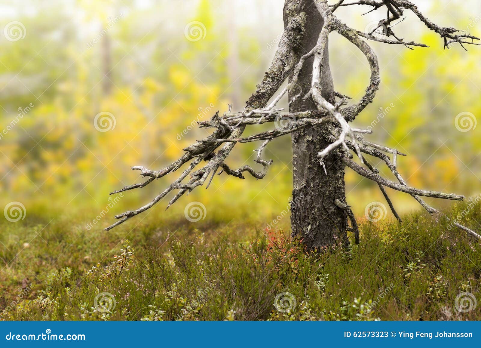 Dry trunk of dead tree stock image. Image of nature, branch - 62573323