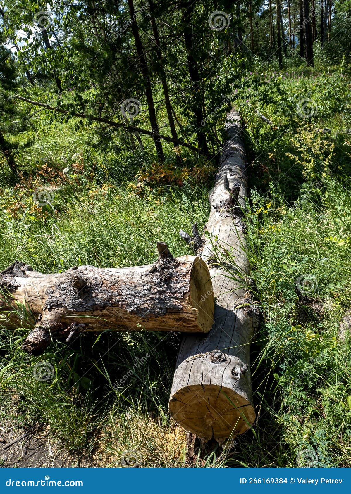 Dry Trunk of a Fallen Tree in the Forest among the Green Grass Stock ...