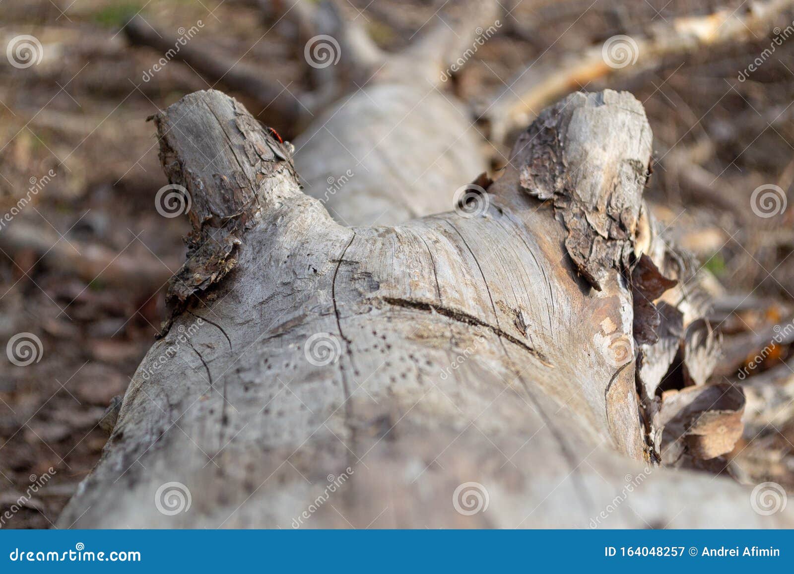 Dry Trunk of Felled Tree with Branches Stock Image - Image of driftwood ...