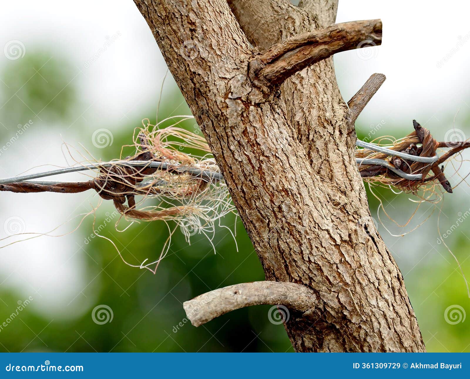 Dry Trunk of Guava Tree with Blurred Background Stock Image - Image of ...