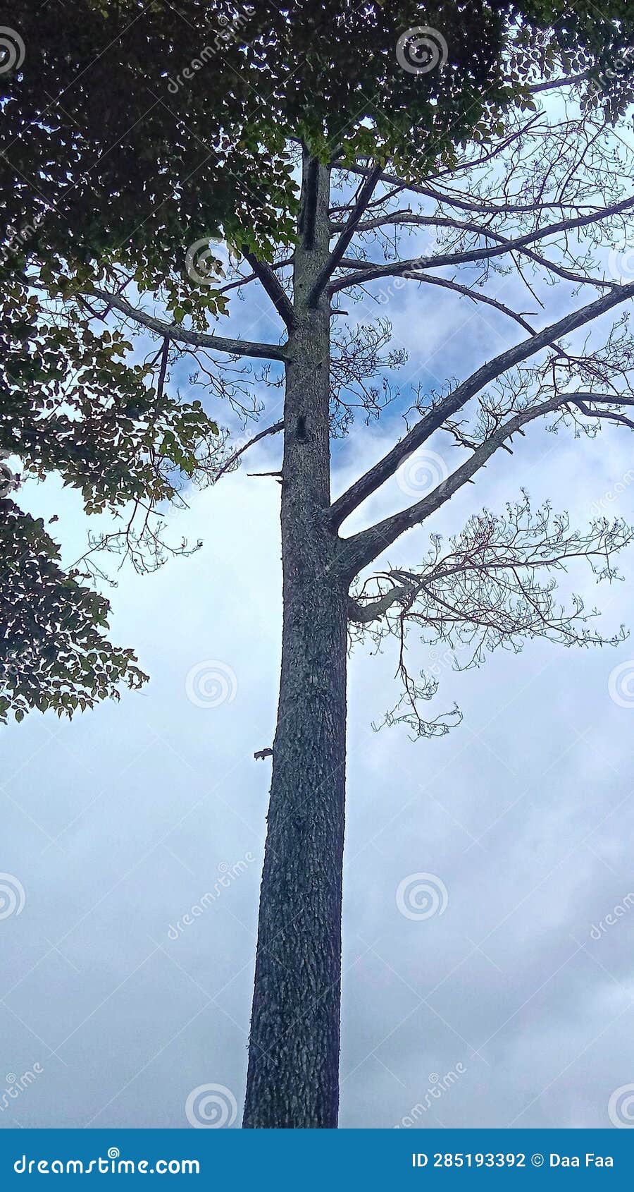 Dry Trunk of a Large Pine Tree. Stock Photo - Image of branches, nature ...