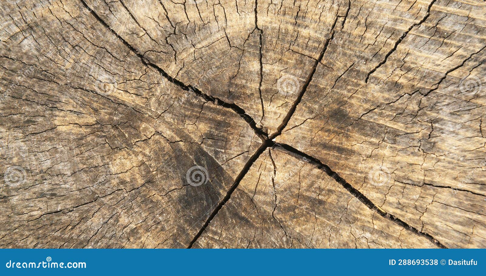 Dry Trunk Profile with Actinomorphous Chapped Stock Photo - Image of ...