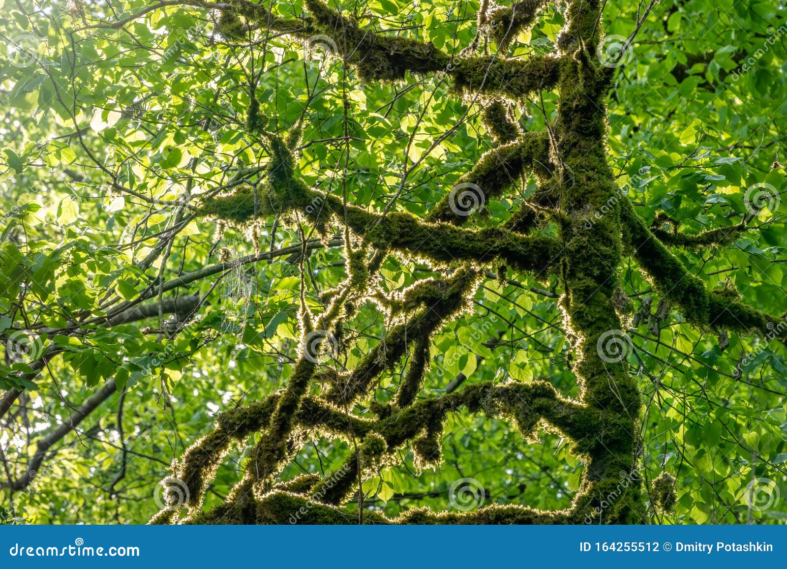 Dry Trunks and Branches of Trees, Completely Covered with Moss Stock ...