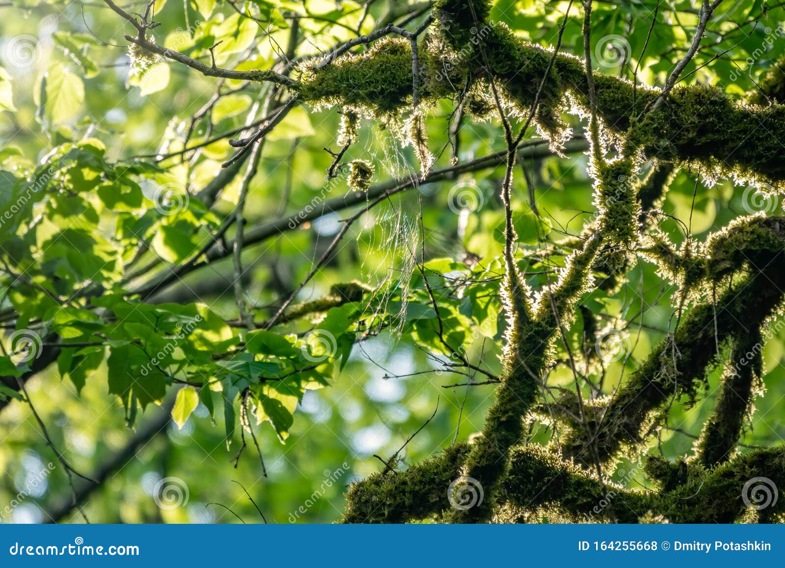 Dry Trunks and Branches of Trees, Completely Covered with Moss Stock ...
