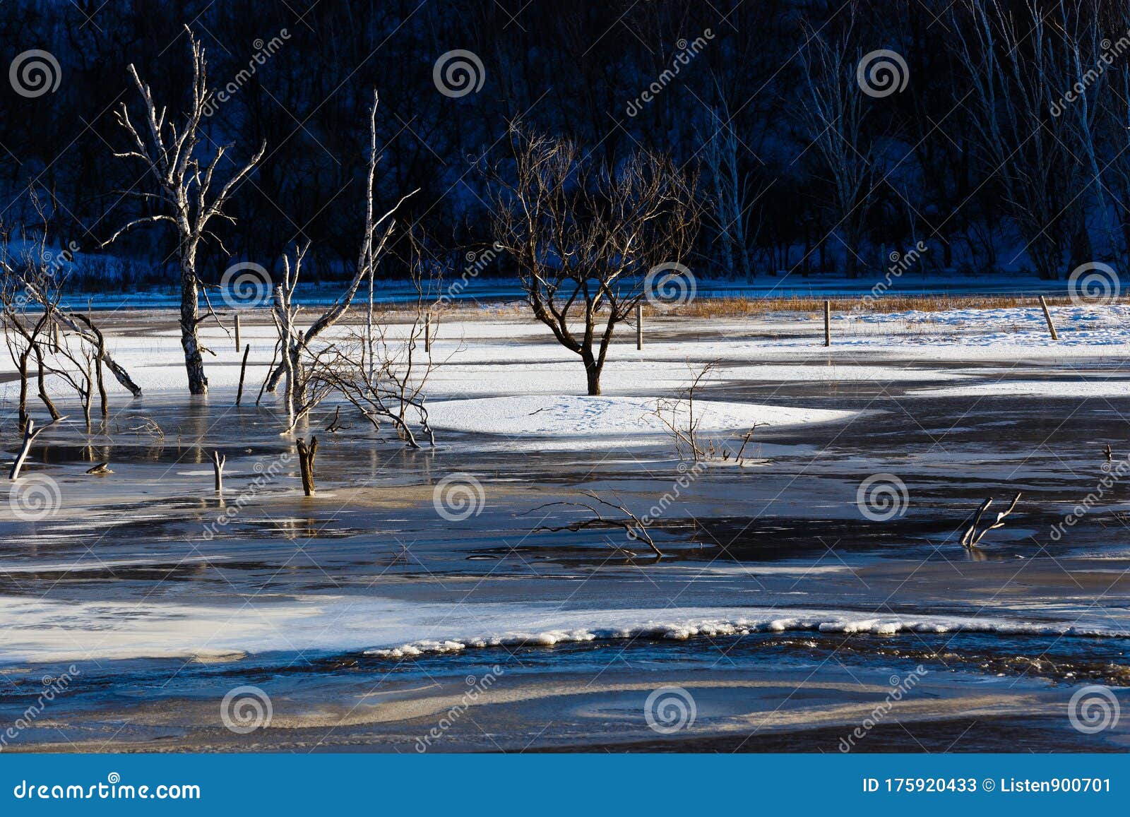 Dry Trunks Sticking Out of the Frozen Ice River Surface in Cold Winter ...
