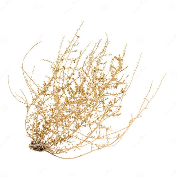 Dry Tumbleweed Bush stock image. Image of death, root - 10347725