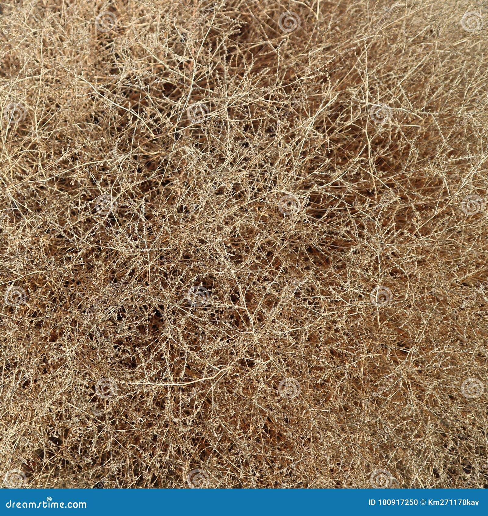 Tumbleweed Bush Stock Photos - Download 175 Royalty Free Photos