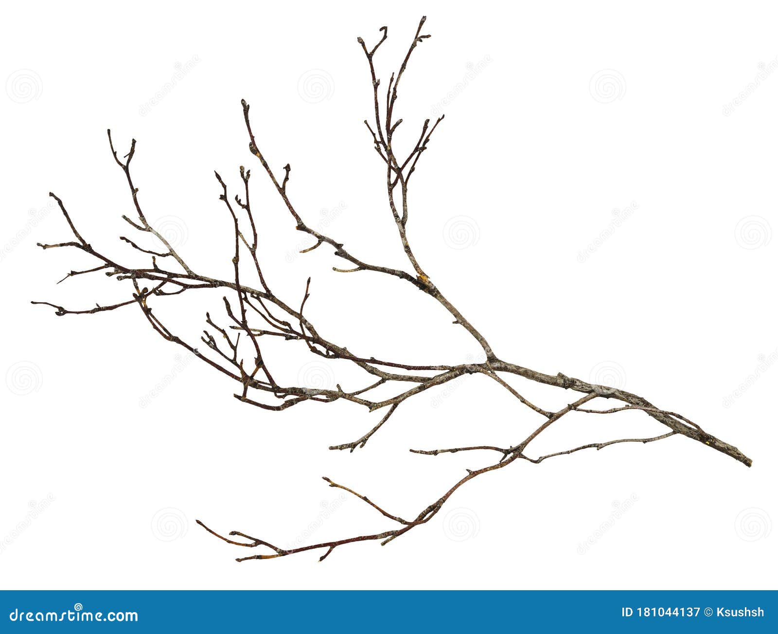 Dry twig on white stock image. Image of macro, bough - 181044137