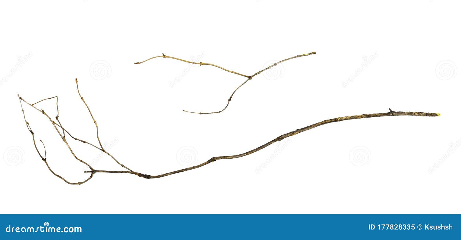 Dry twig isolated on white stock image. Image of collection - 177828335