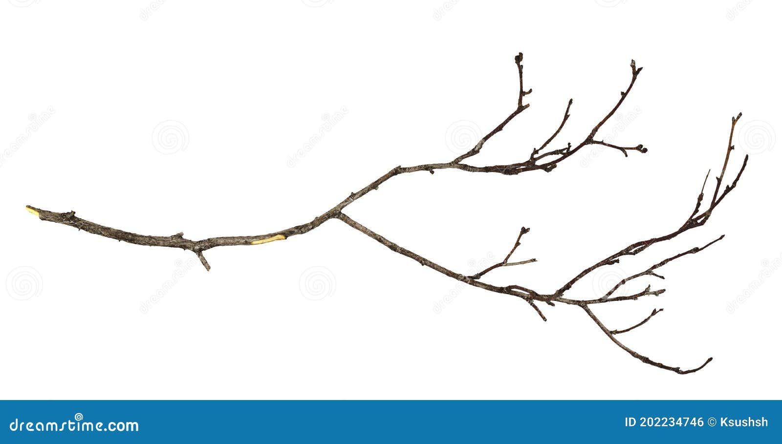 Dry twig isolated on white stock photo. Image of autumn - 202234746