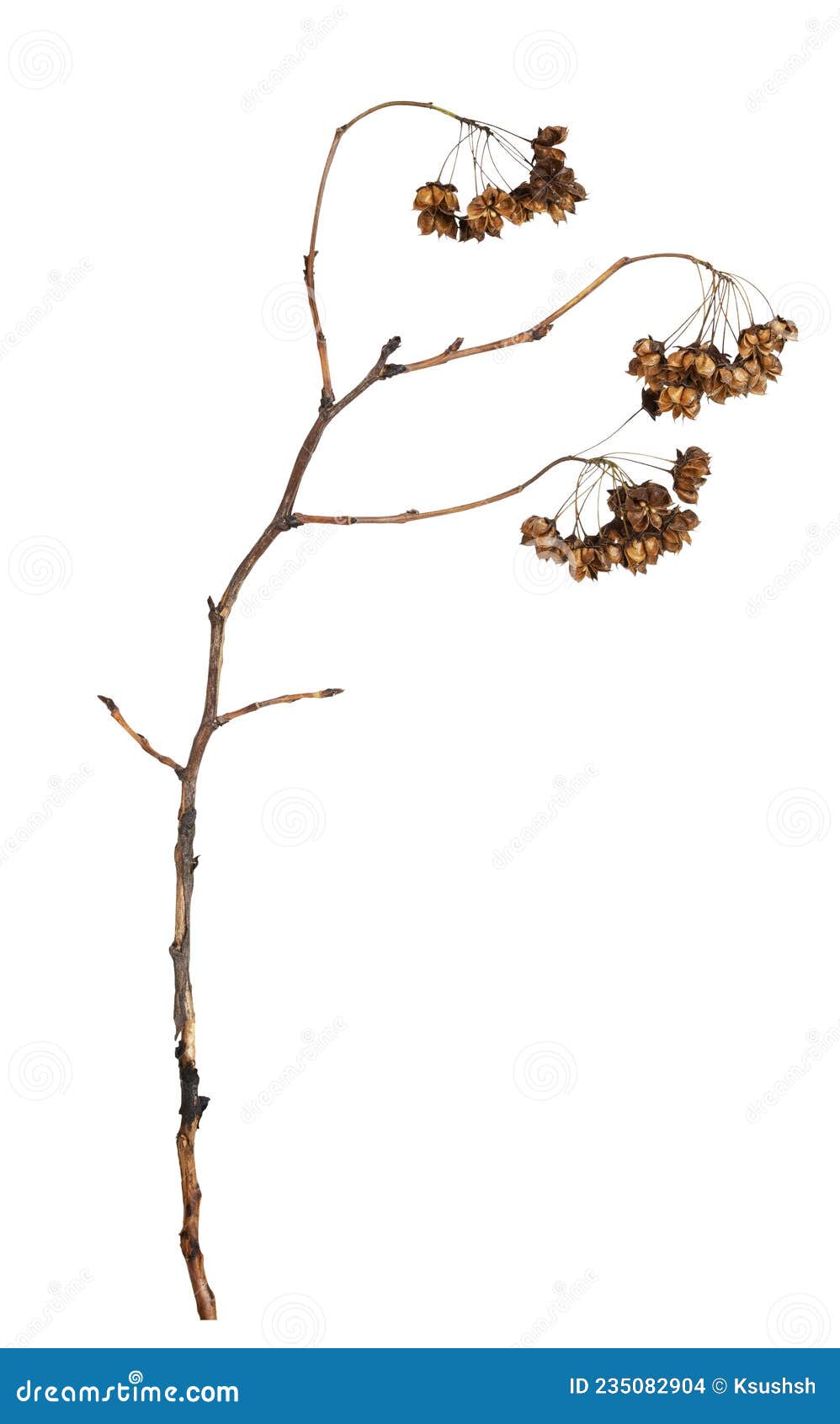 Dry Twig of Physocarpus Opulifolius with Seeds Isolated Stock Photo ...