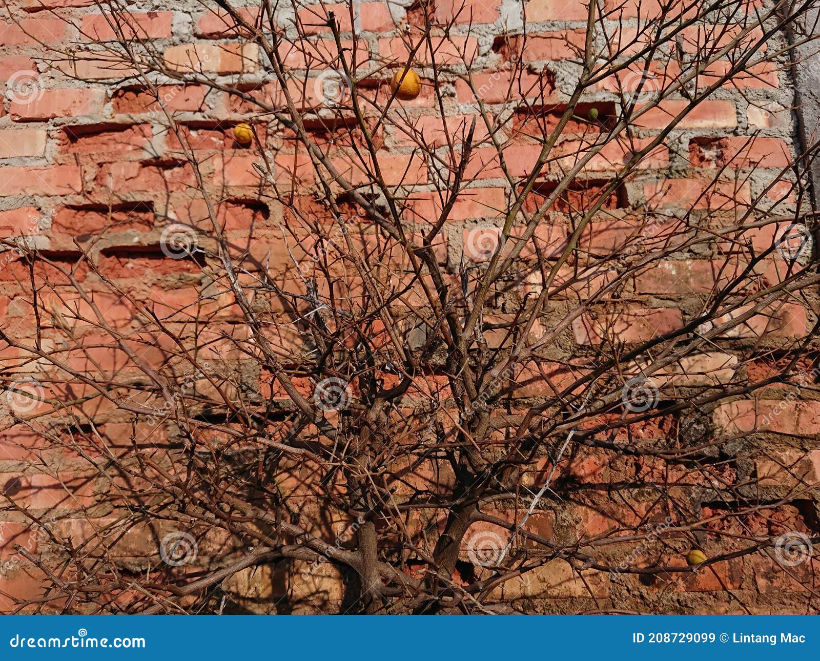 The Dry Twig Standing in Front of the Brick Wall Stock Image - Image of ...